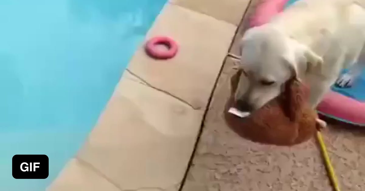 Good Pupper and his teddy bear go for a cruise - 9GAG