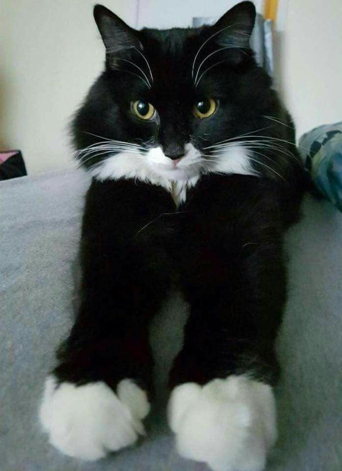 So fluffy part 2 - 9GAG