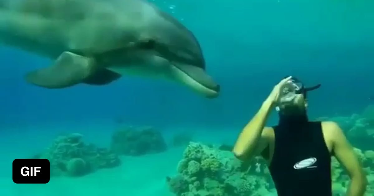 Diver comes across a friendly Dolphin. - 9GAG