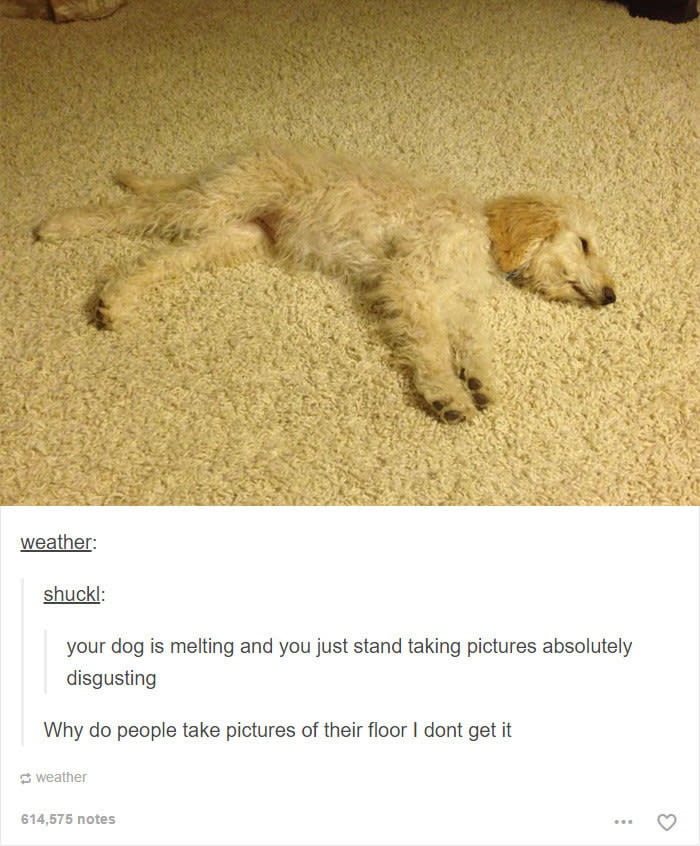 Melting dog!? - 9GAG