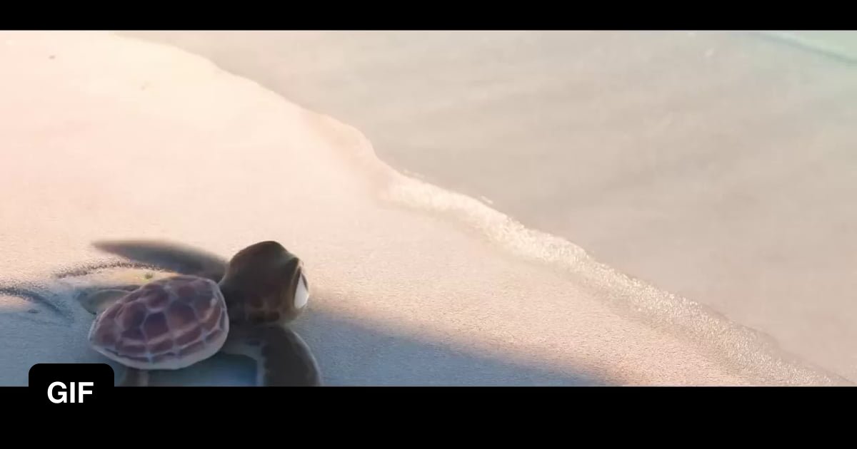 In Disney's Moana, Moana saves a baby turtle who shares a striking ...