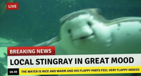 Sea flap flaps flappy parts feel very flappy indeed - 9GAG