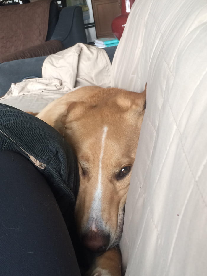 Squishy doggo - 9GAG