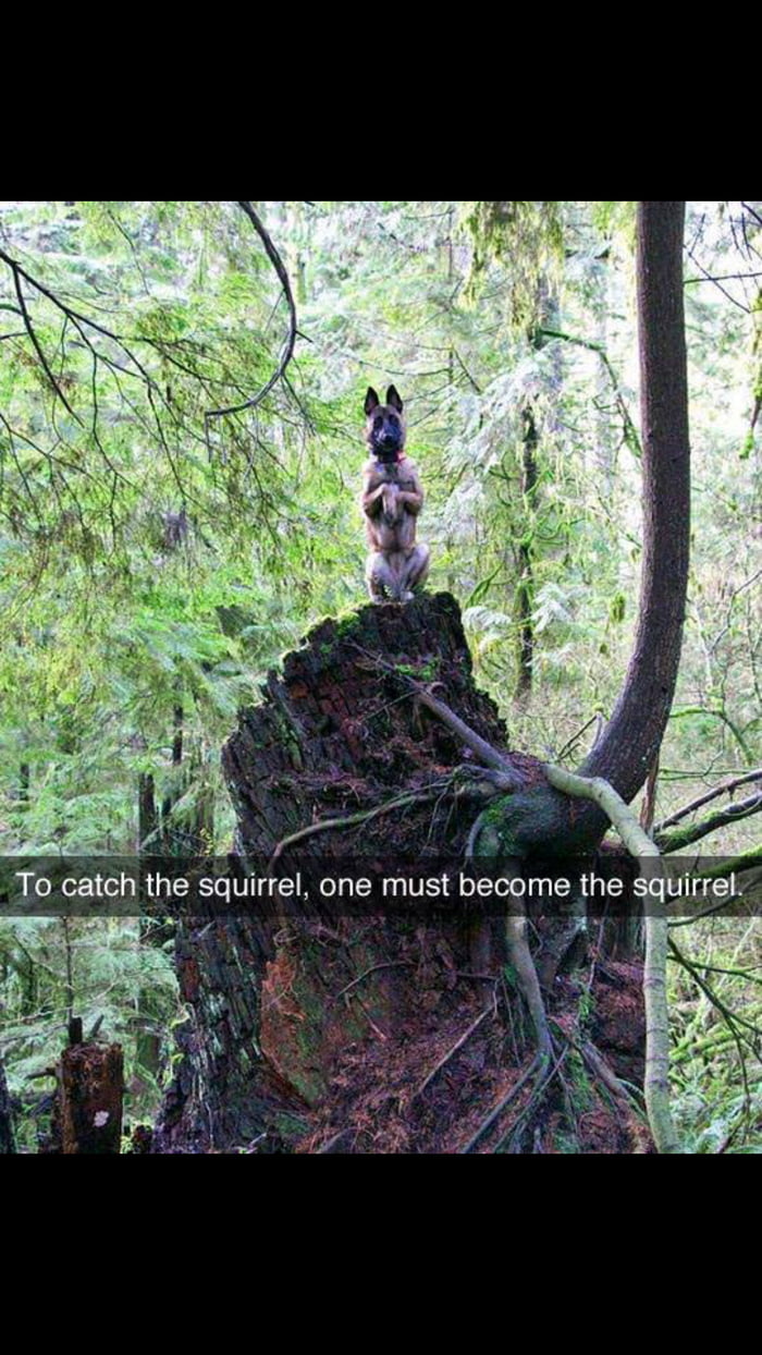Be one with the squirrel - 9GAG
