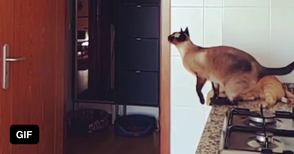 This perfectly executed leap - 9GAG