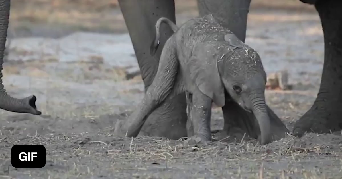 Mamma elephant helping her baby take their first steps. - 9GAG