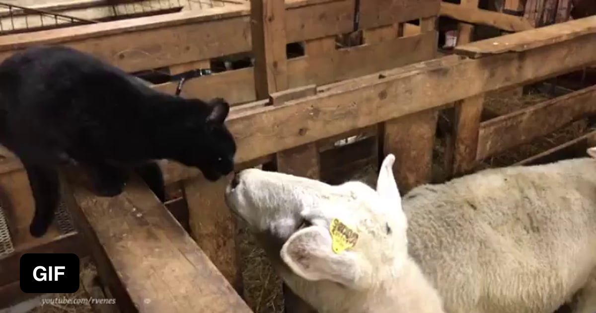 Sheep is sick of cats shit - 9GAG