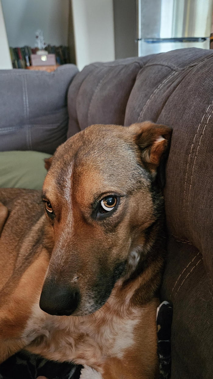 The prince was allowed on the couch - 9GAG