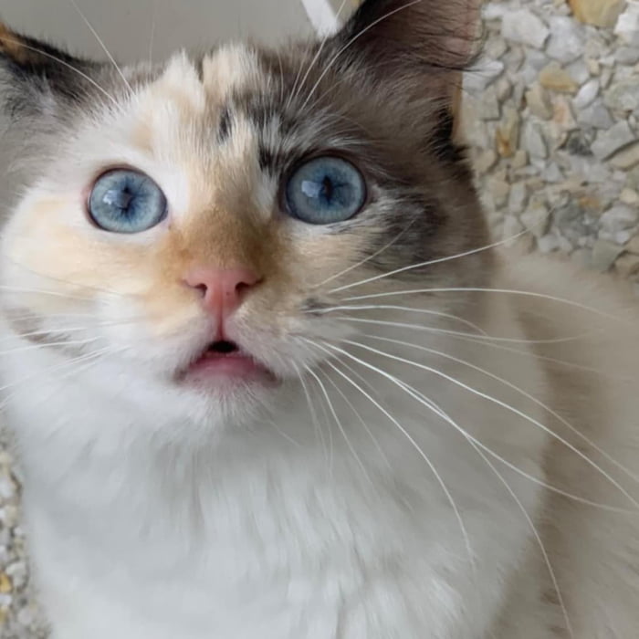 This is Mooncake. Take a break from all the retards in fresh and look at my derpy cat. - 9GAG