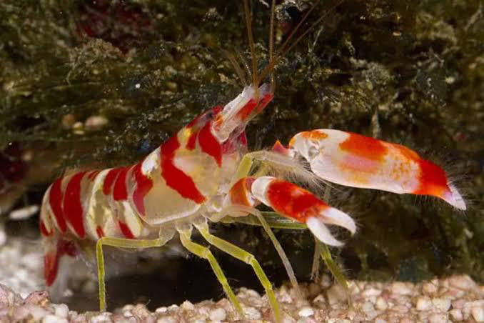 The pistol shrimp’s claw snaps so fast it creates a bubble hotter than ...
