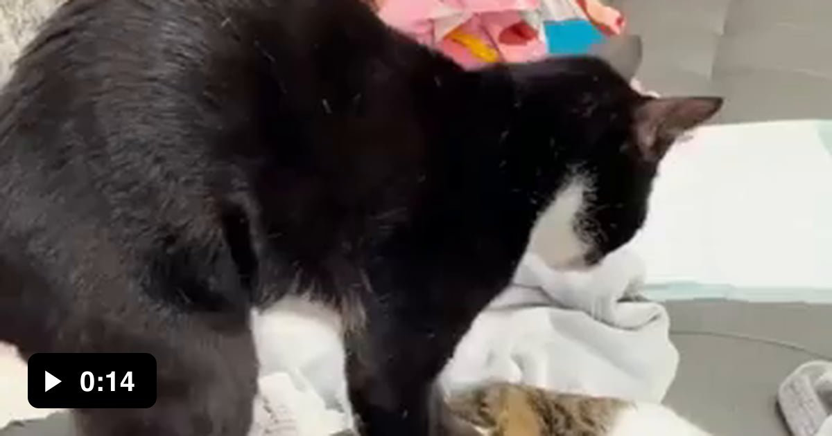 Four-paw massage - 9GAG