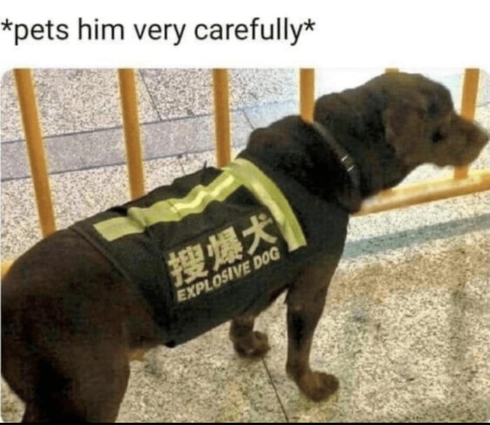 Stop here fellow scroller to pet the dog - 9GAG