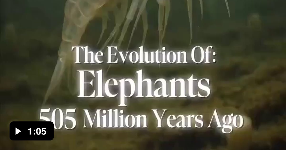 The Evolution of: Elephants 🐘 - 9GAG