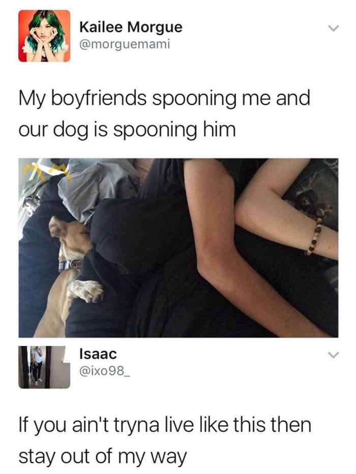 Wrapped in love and paws - 9GAG