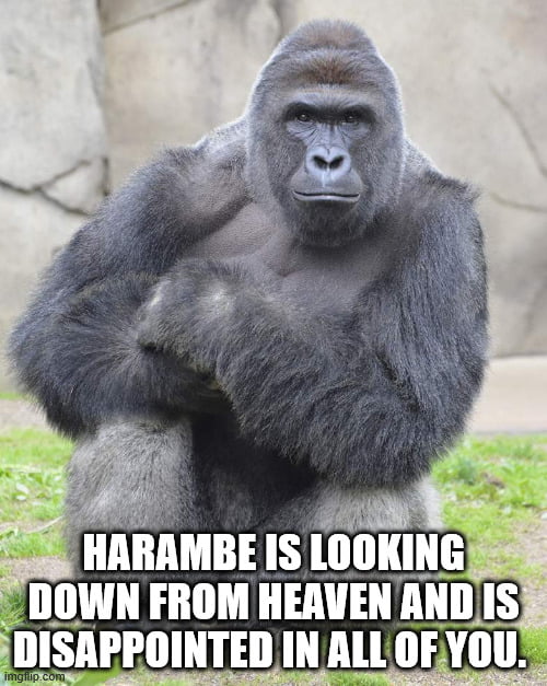 Why you all betray Harambe like that? - 9GAG