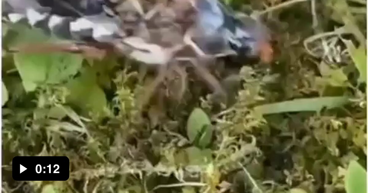 Parasitic fungus is caught controlling the body of a dead insect. - 9GAG