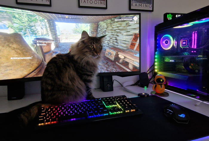 Gaming cat - 9GAG