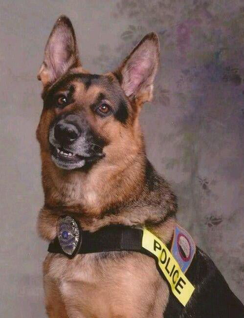 K9 Baron, smile! A police dog photohoot dedicated for him! - 9GAG