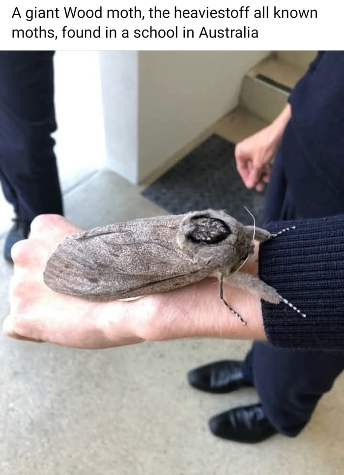That's one BIG moth. - 9GAG