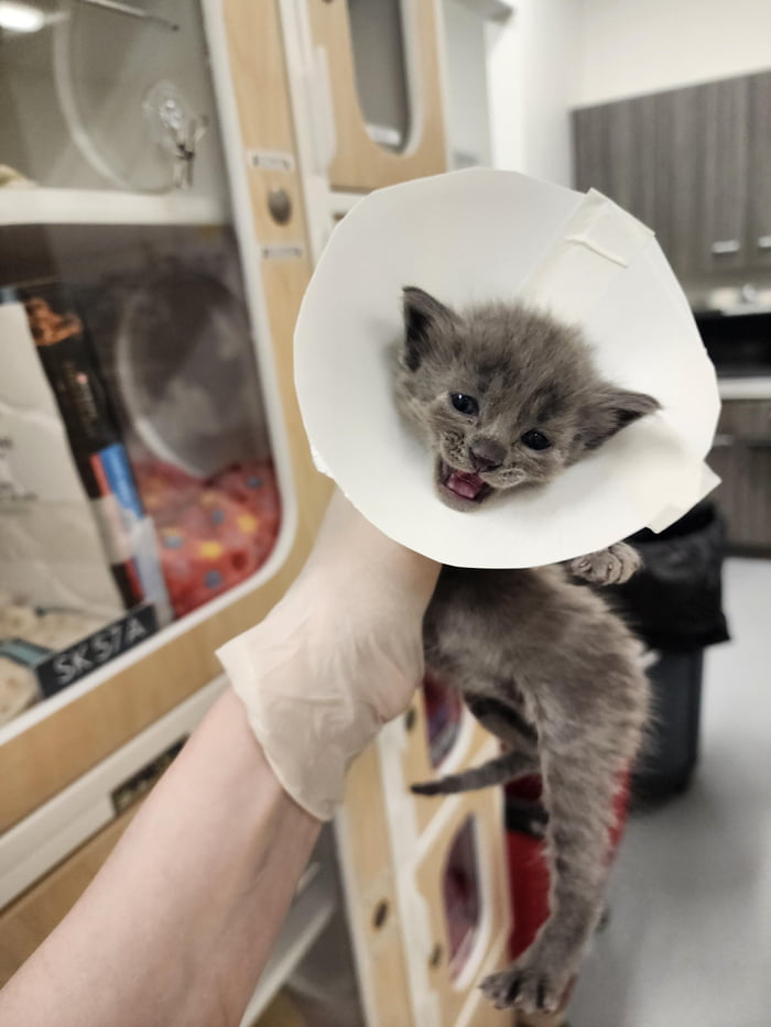 Tiny cone for a tiny cat who keeps sucking on his own tiny weiner. He's ...
