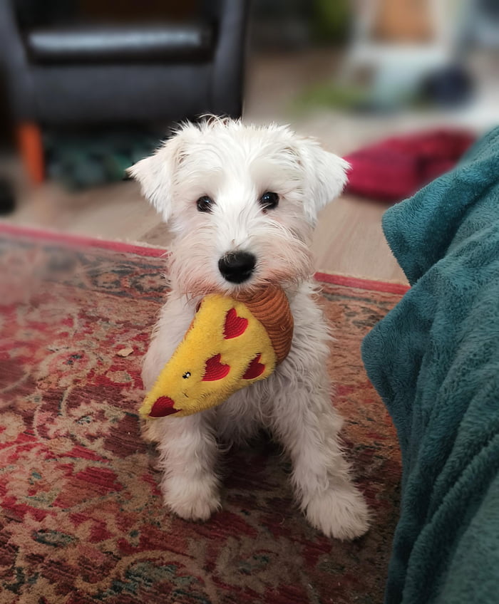 Pulla got peesha - 9GAG