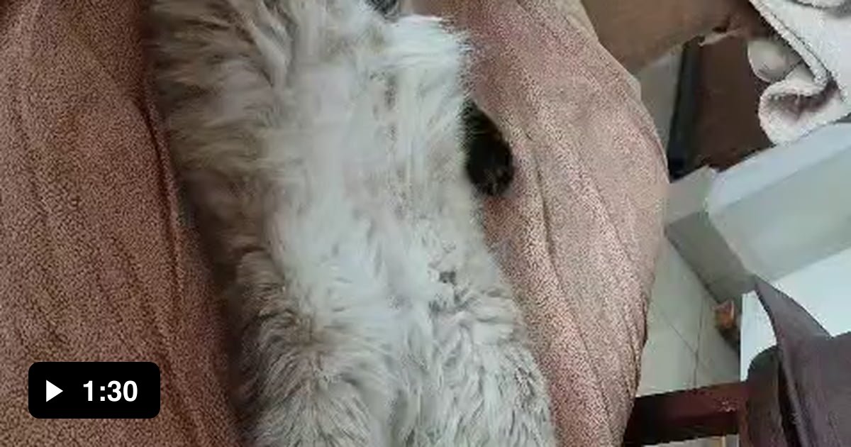 Look at the paws - 9GAG