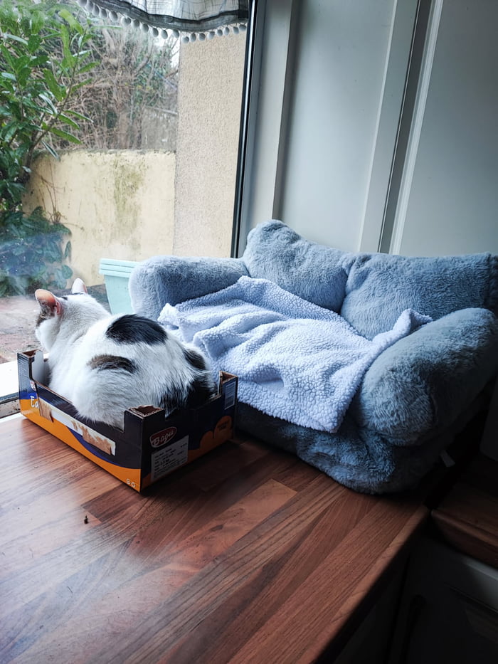 Freya's new couch... - 9GAG