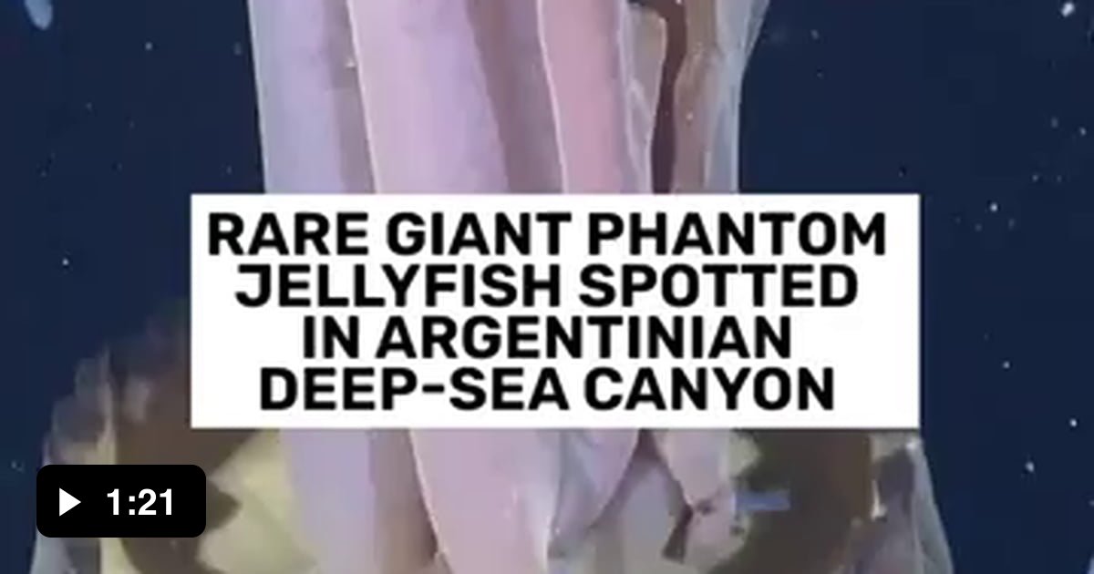 This giant phantom jellyfish is absolutely mesmerizing - 9GAG