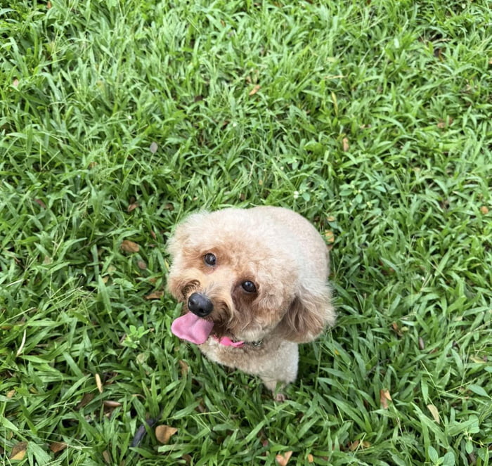 Just a happy little floof enjoying the grass - 9GAG