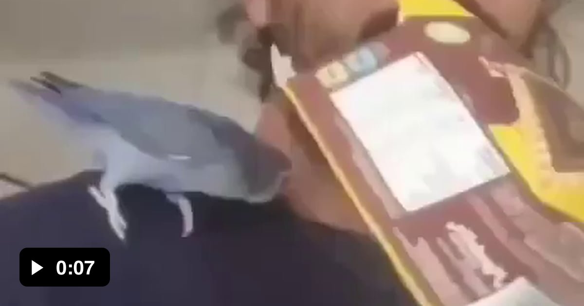 Bird see and Bird sing - 9GAG