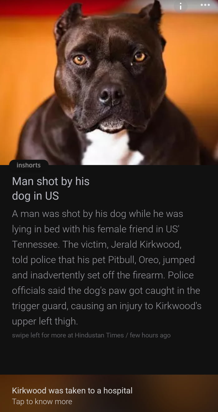 Pitbull Named Oreo - 9GAG