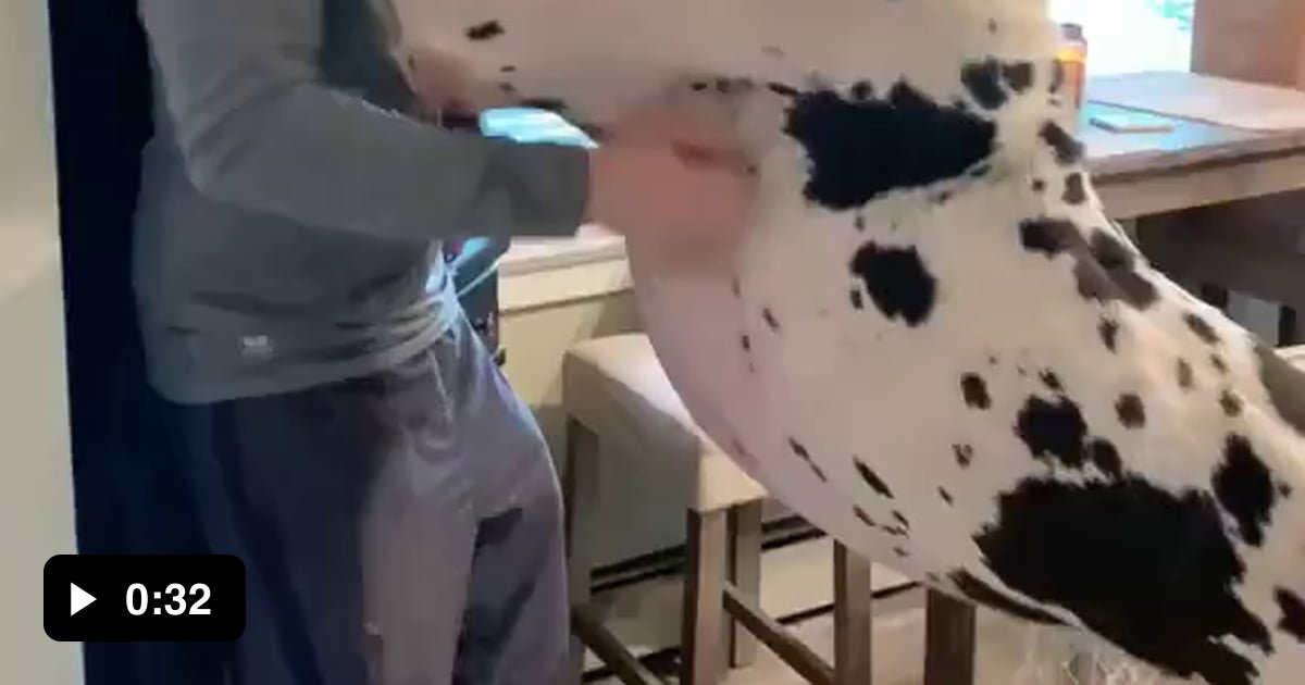 Just some big dogs happy. Most Great Dane, - 9GAG