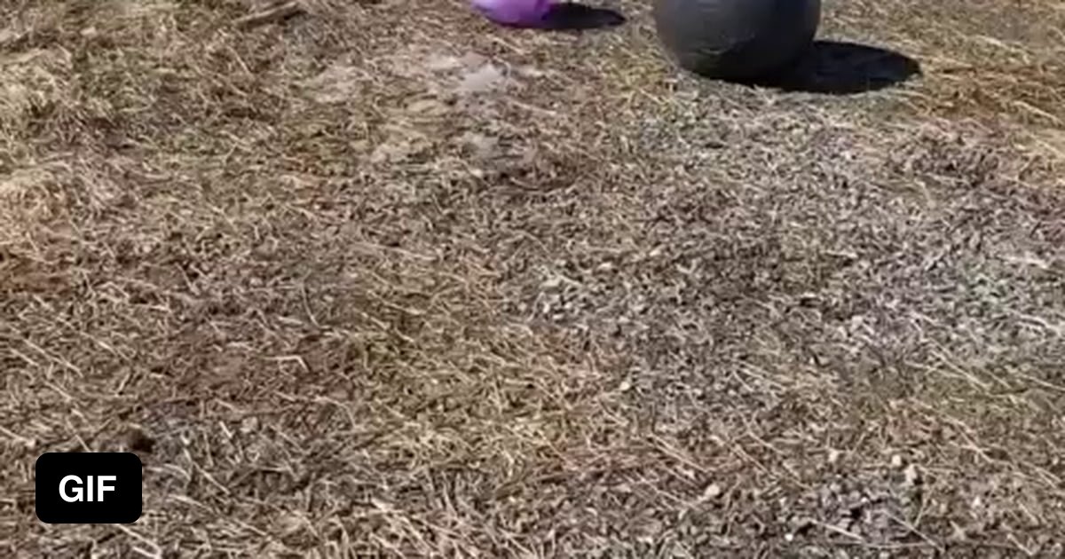 Feisty pony plays ball - 9GAG