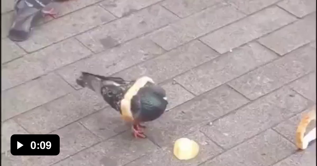 Wait, how are you going to fly away? - 9GAG