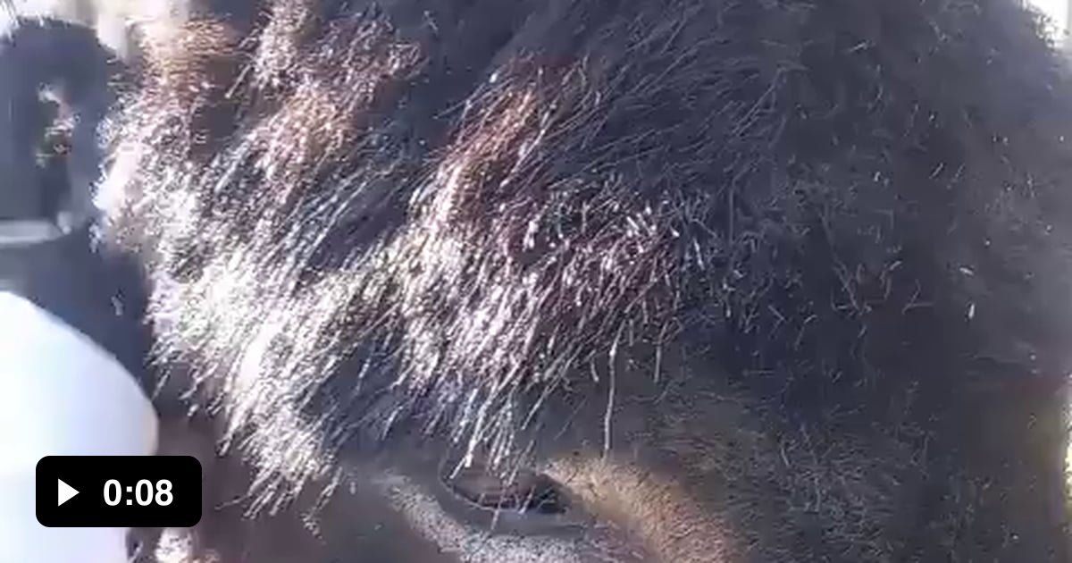 Connor the rescue donkey felt brave enough to ask for pets for the ...