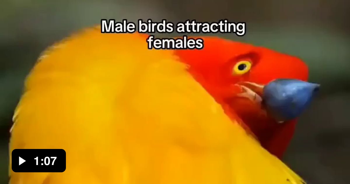 Male birds attracting female birds - 9GAG