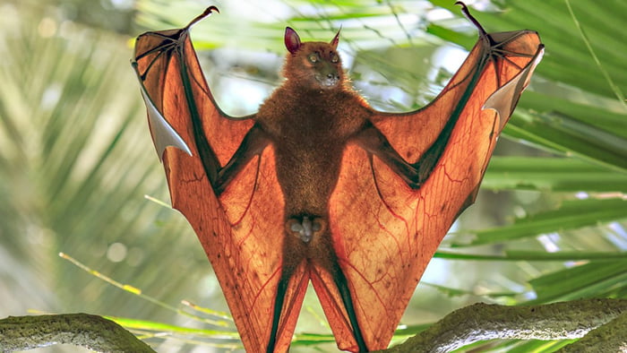 It's nothing, it's just an... Australian bat - 9GAG