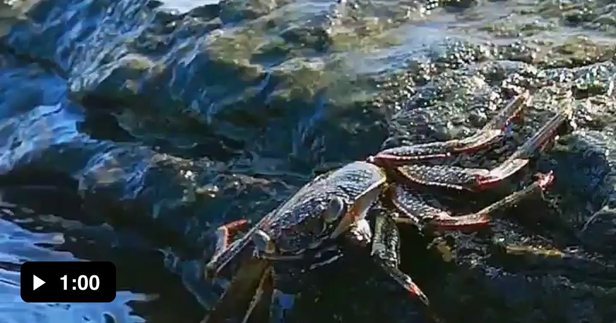 Crab adventures - 9GAG