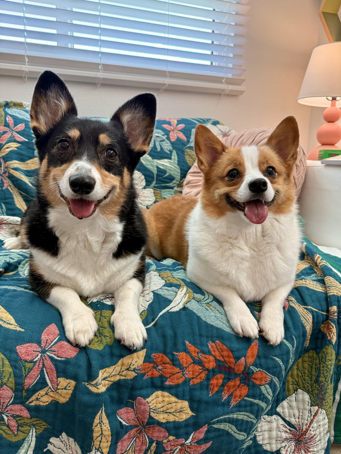 Two happy little corgis 💕 - 9GAG
