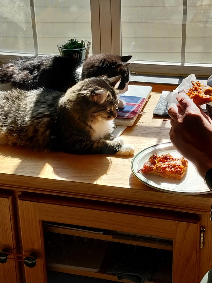 Lunch thief wanna be. - 9GAG