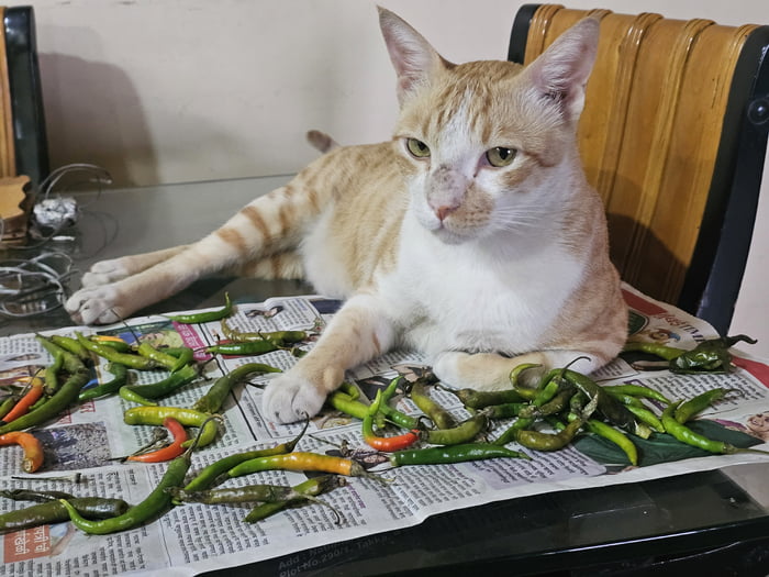 I present to you, the spicy kitty... Yeah he is not happy about me disturbing him while he self ...