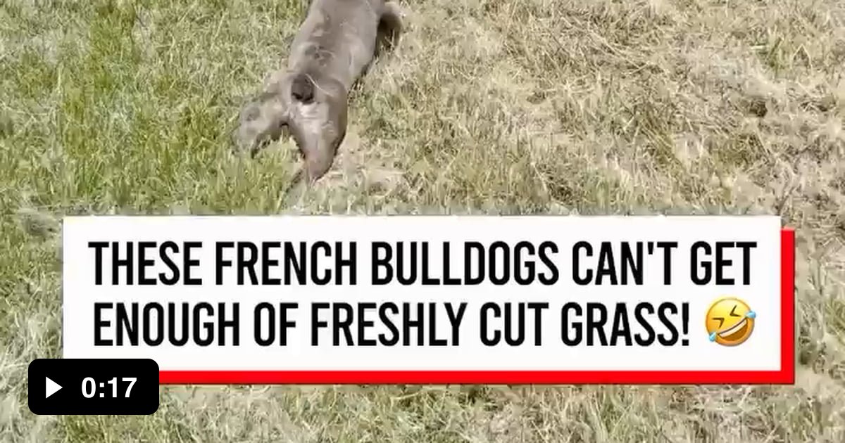 Frenchies doing Frenchie things - 9GAG