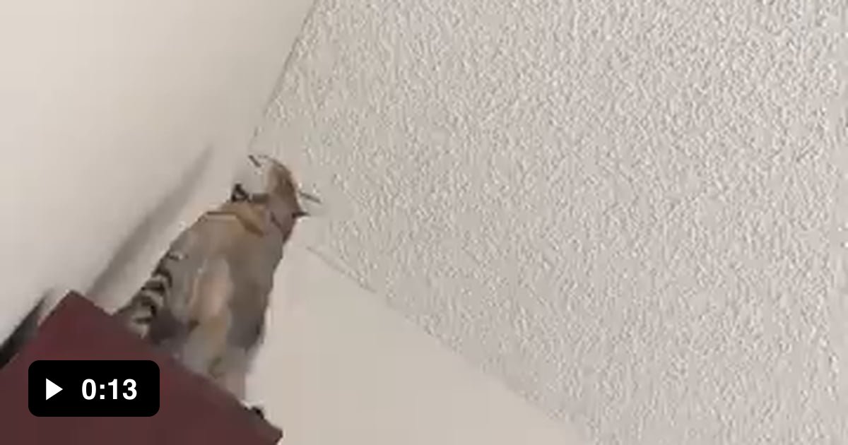 Okapi has opinions about the ceiling - 9GAG