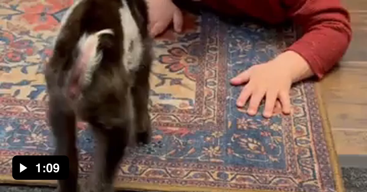 Kids and baby goats 🐐 - 9GAG