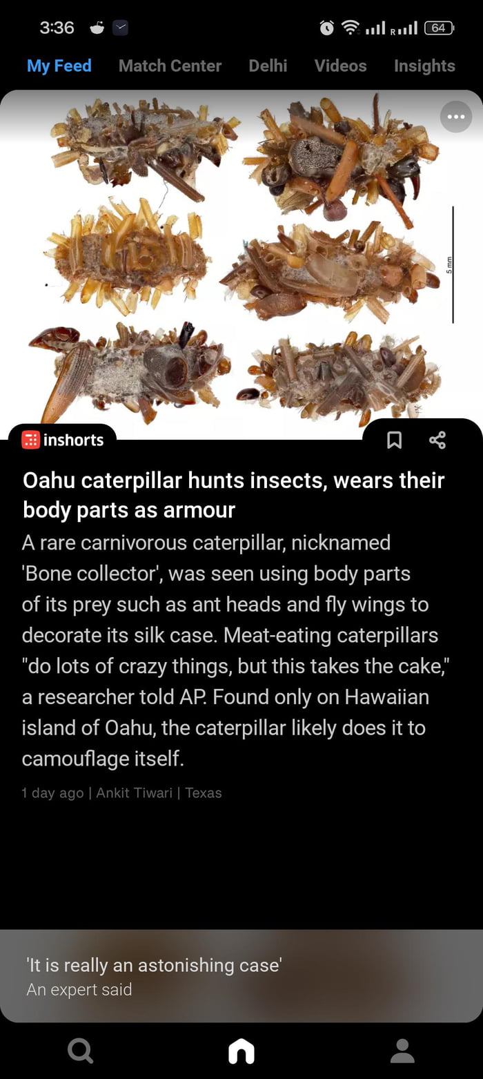 Insect leatherface - 9GAG