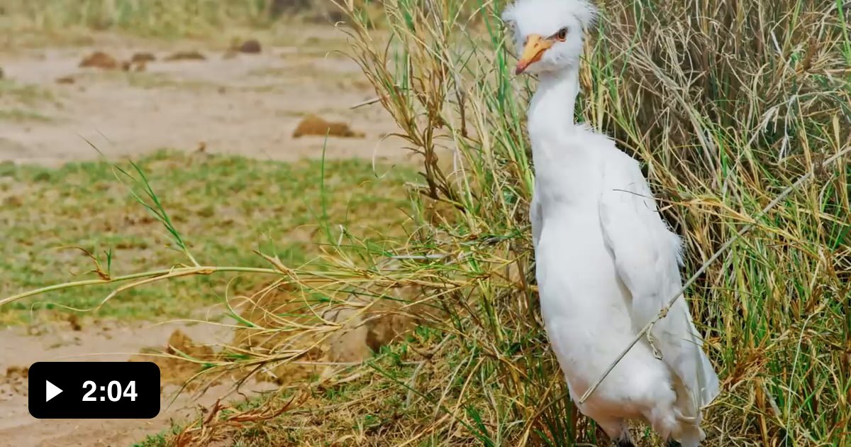 Dung Cam (BBC Earth) - 9GAG