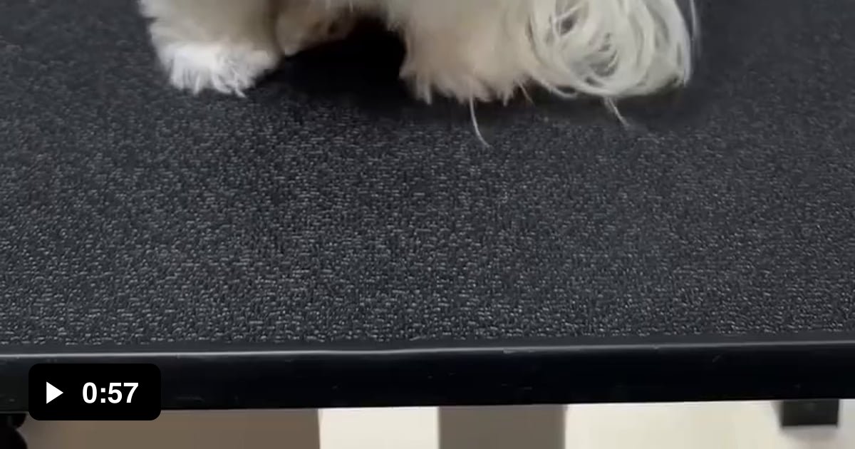 Cute Dog Getting Haircut - 9GAG