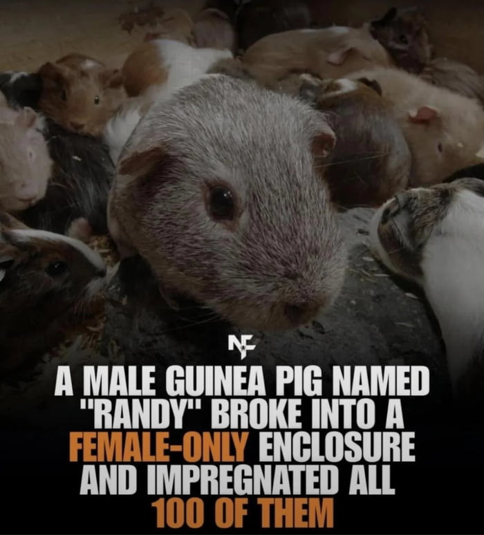 Ultimate Chad - 9GAG