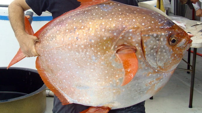 The opah (lampridae family) is the only known fish to have a "whole ...
