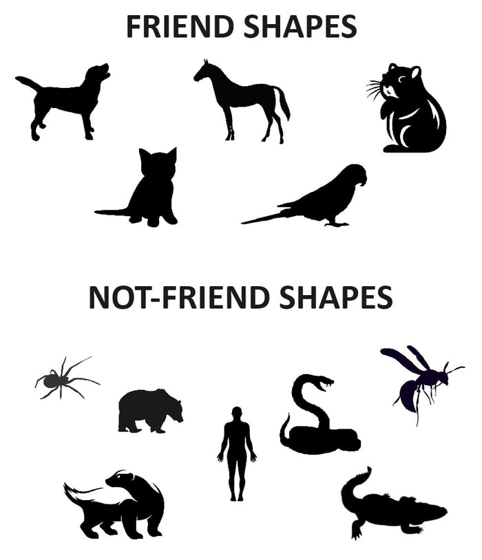 If friend-shaped, Y not friend? The guide. - 9GAG